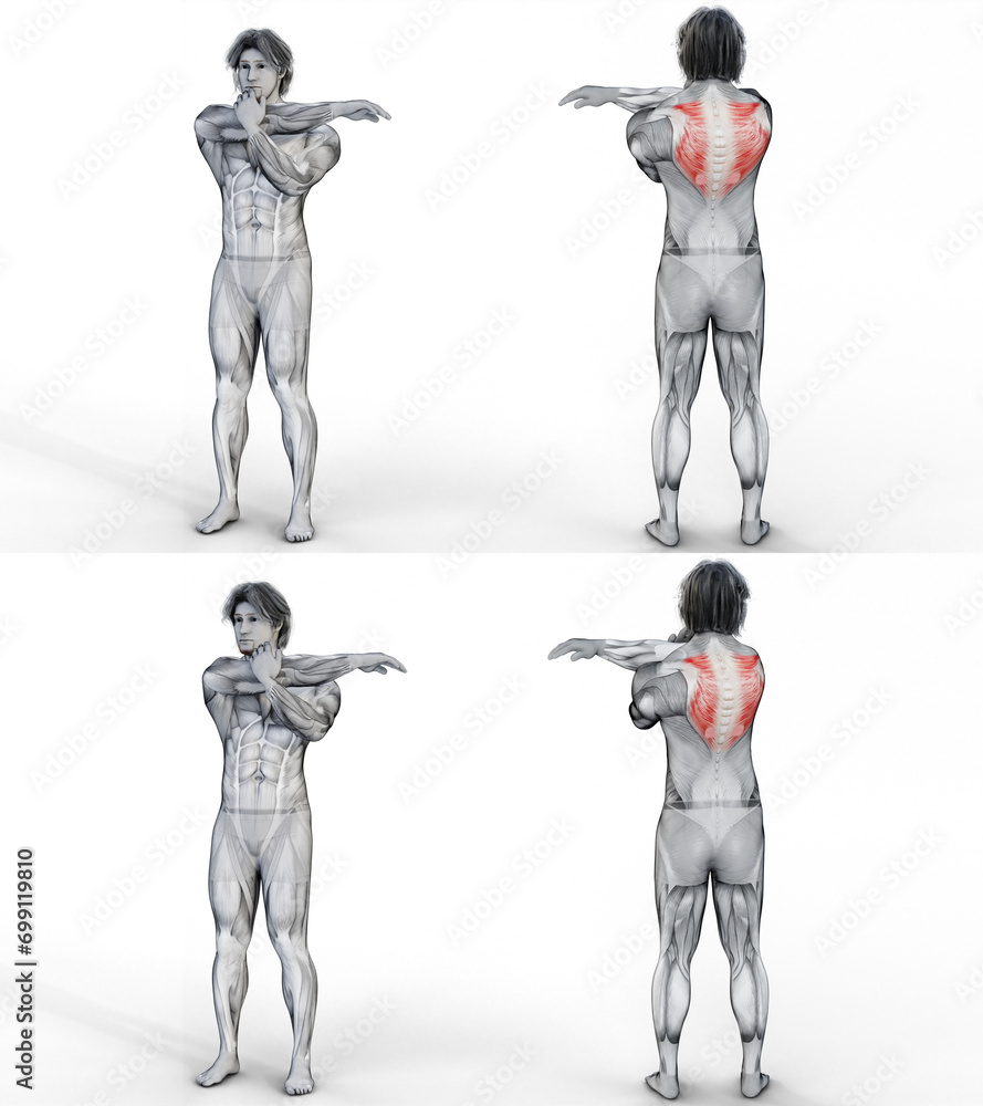 341 Traps mid back Stretch Variation One. 3D Anatomy of fitness and ...