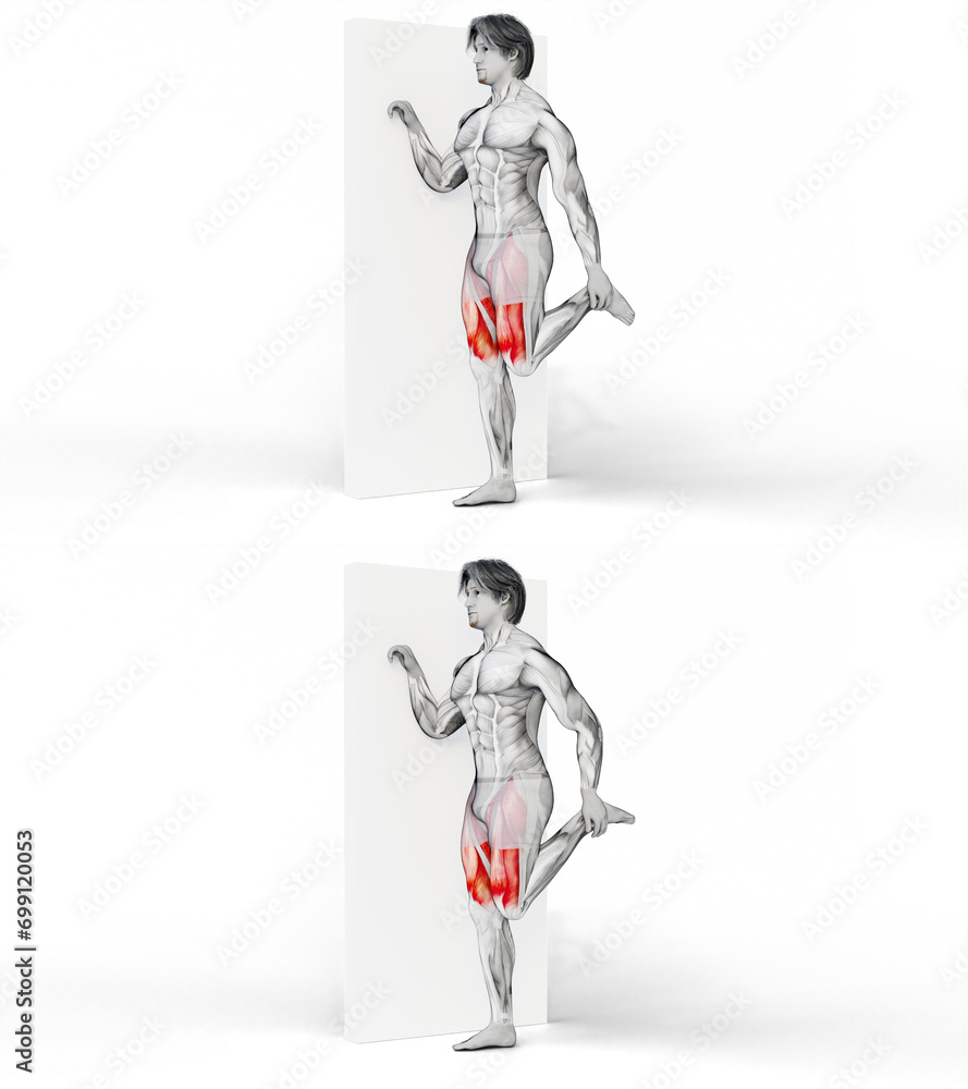 350 Quads Stretch Variation One. 3D Anatomy of fitness and bodybuilding ...