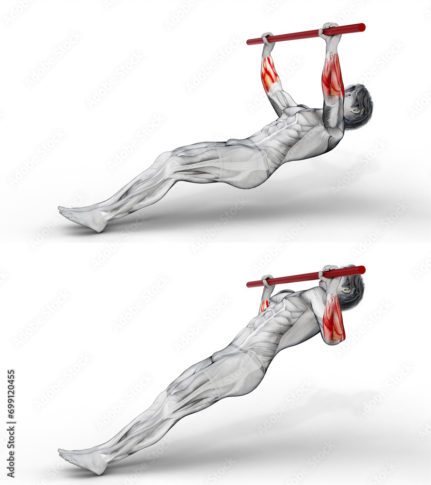 362 Forearms-Bodyweight-Inverted Row. 3D Anatomy of fitness and ...