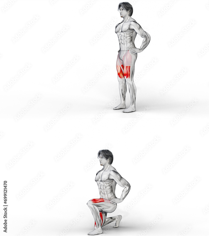 388 Quads- Bodyweight-Forward Lunges. 3D Anatomy of fitness and ...
