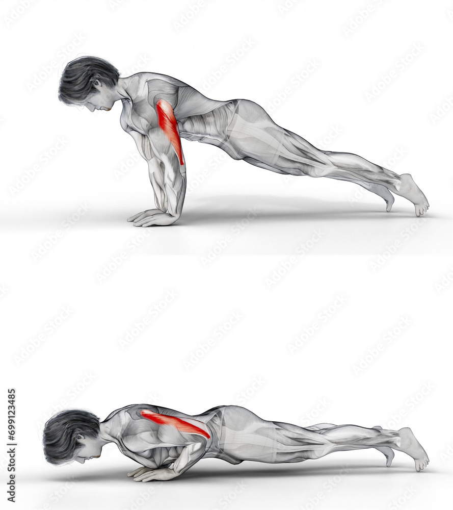 402 Triceps Bodyweight Diamond Push Ups. 3D Anatomy of fitness and ...