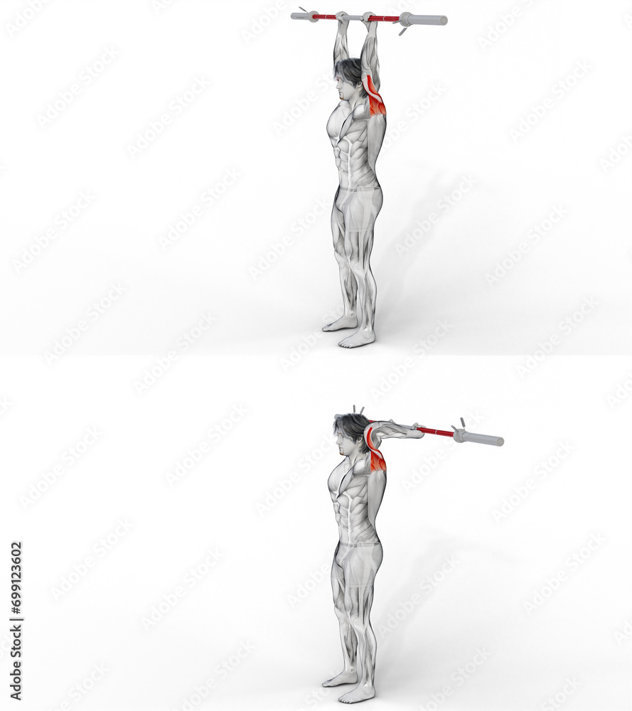 408 Triceps Barbell Overhead Tricep Extension. 3D Anatomy of fitness ...