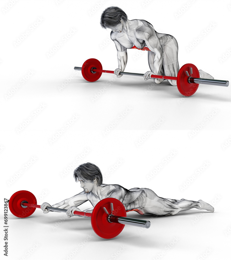 417 Abdominals-Barbell Roll Outs. 3D Anatomy of fitness and ...