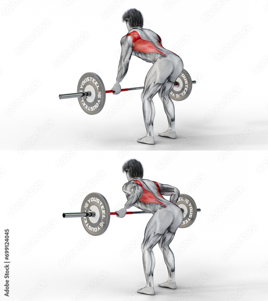 425 Lats-Barbell Bent Over Row. 3D Anatomy of fitness and bodybuilding ...