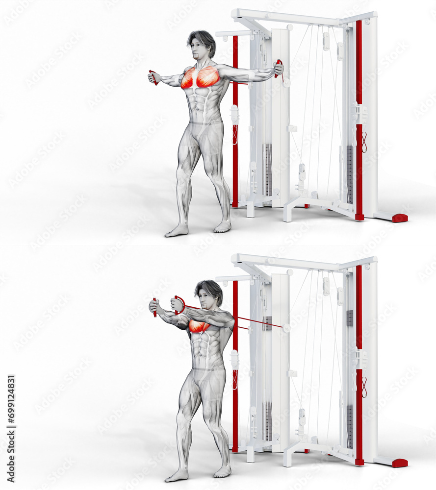 . 3D Anatomy of fitness and bodybuilding. An outstanding display of ...