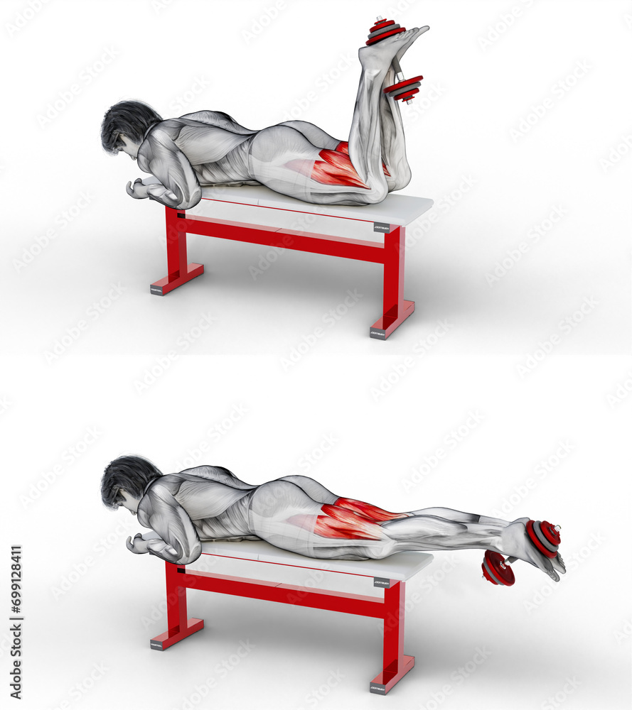 . 3D Anatomy of fitness and bodybuilding. An outstanding display of ...