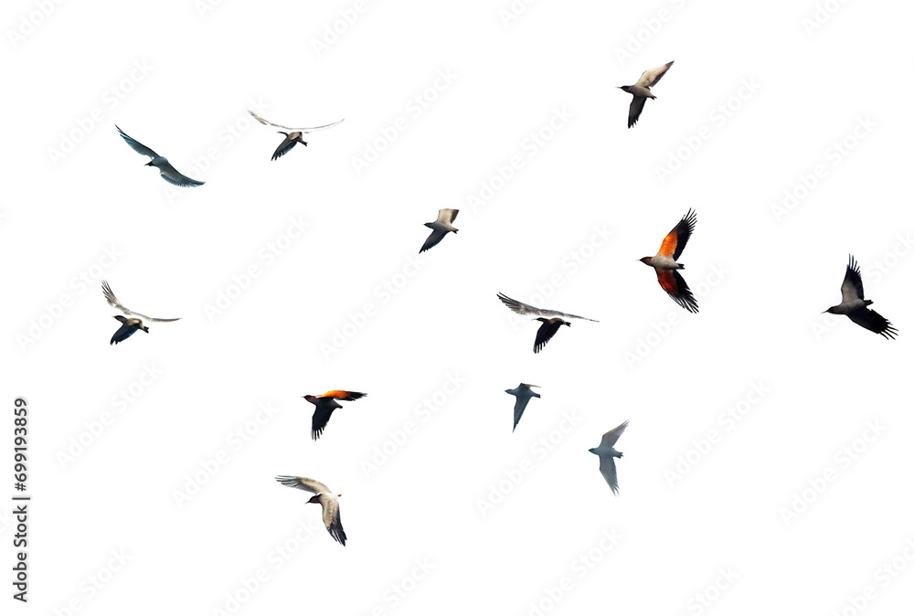 Flock of Birds: Set of Birds in Flight on Transparent Background ...