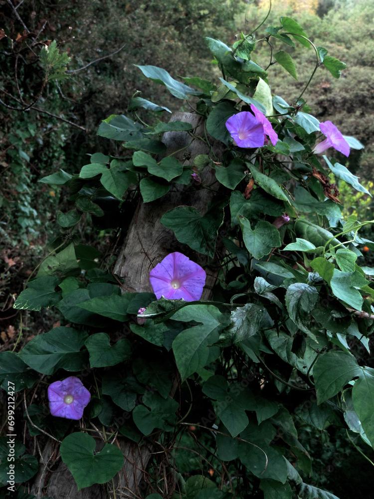 Enredadera con flores moradas en un trozo de madera, ipomoea purpurea ...