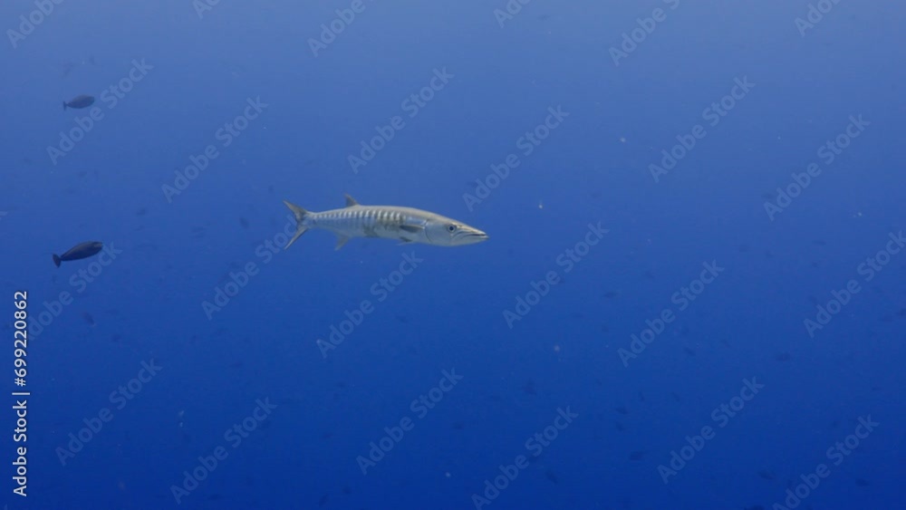 Single Barracuda in the Blue, filmed underwater in the pass of Tiputa ...