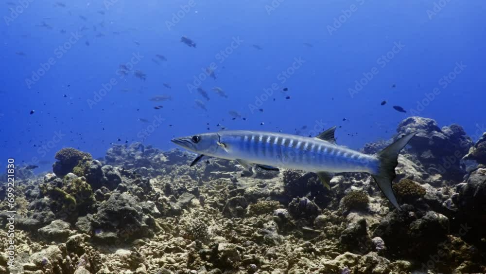 Barracuda on a cleaning station, filmed underwater in the pass of ...
