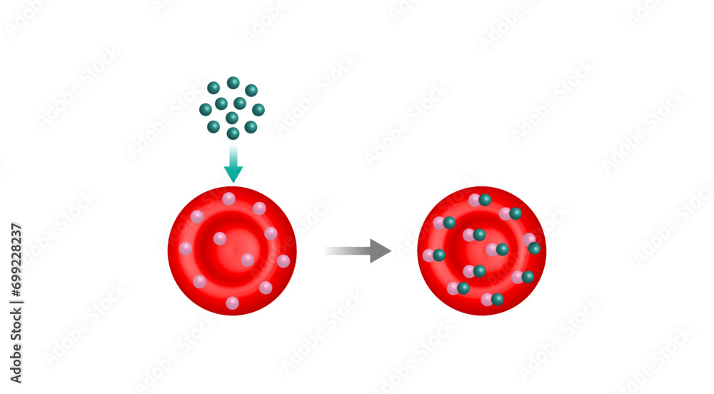 Hemoglobin A1C (HbA1c) blood , Glycated hemoglobin, HbA1c test ...