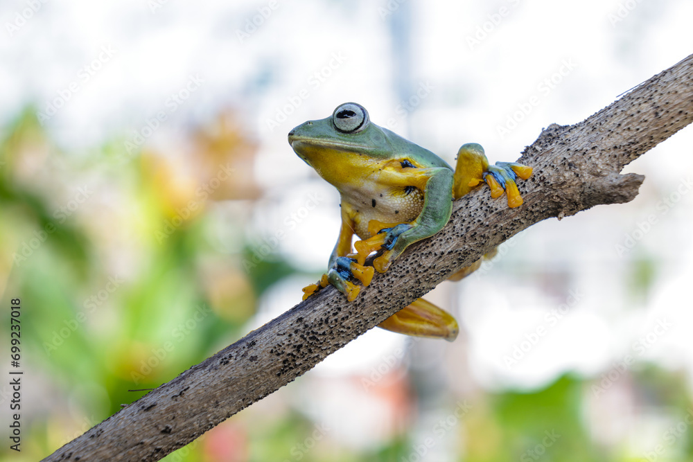 Wallace's flying frog (Rhacophorus nigropalmatus), also known as the ...