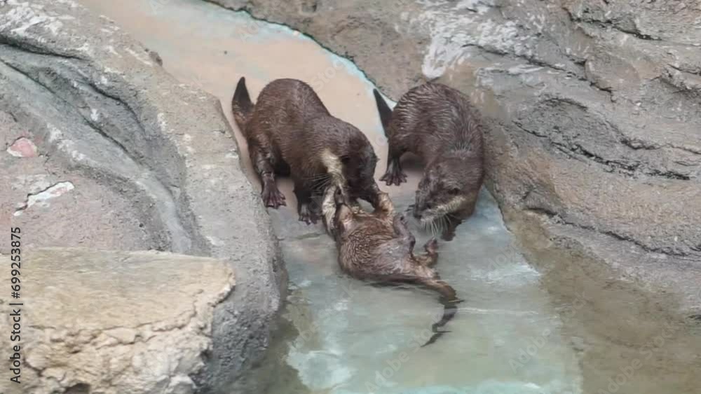 Footage of Otters or scientifically known as Lutrinae, playing and ...