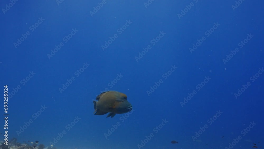 Humphead wrasse or giant wrasse (Napoleon), filmed underwater in the ...