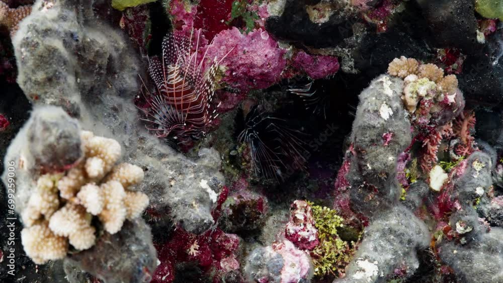 Lionfish in the coral reef, filmed underwater in the pass of Tiputa in ...