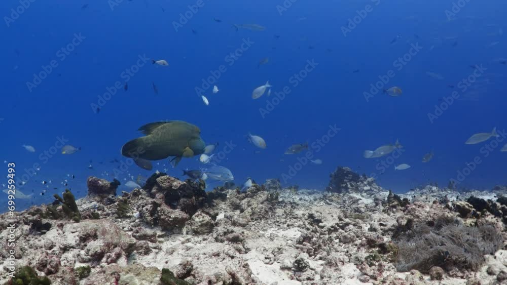 Humphead wrasse or giant wrasse (Napoleon), filmed underwater in the ...