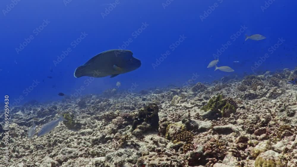 Humphead wrasse or giant wrasse (Napoleon), filmed underwater in the ...