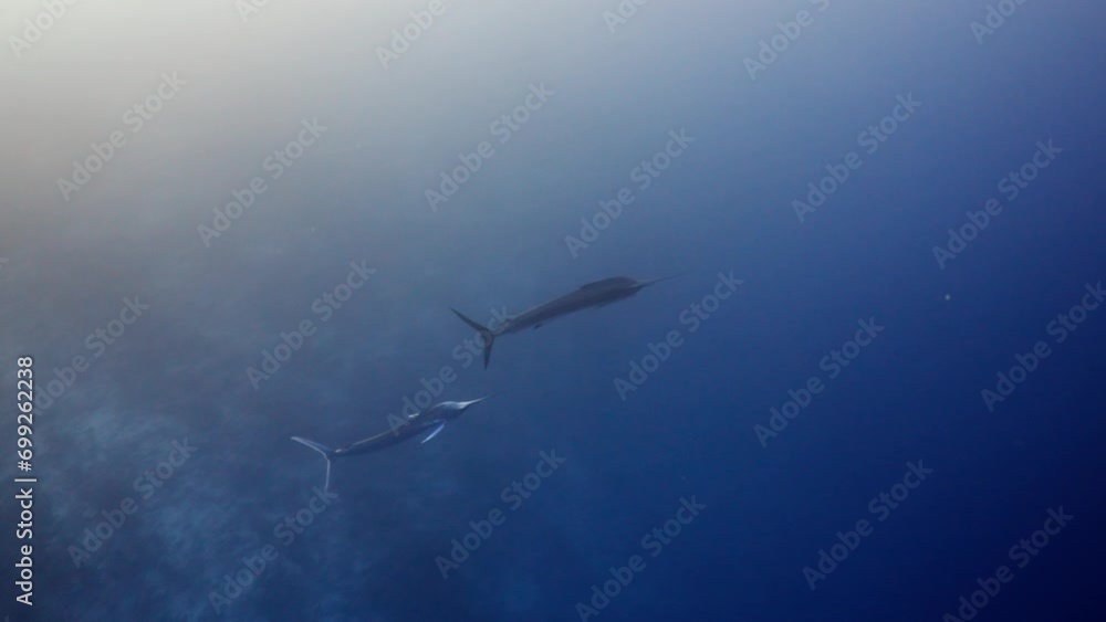 Sailfish hunting in the blue, filmed underwater in the pass of Tiputa ...