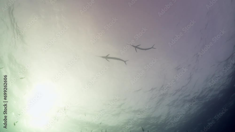 Sailfish hunting in the blue, filmed underwater in the pass of Tiputa ...