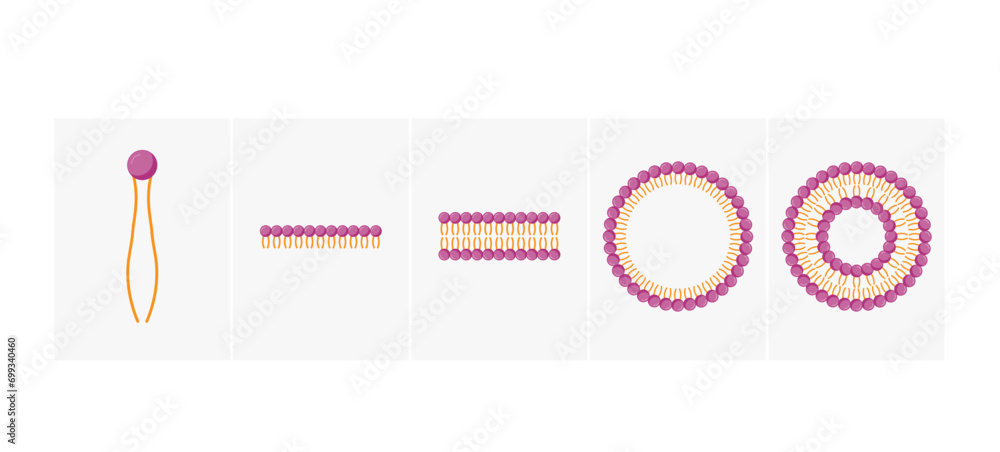 Liposome, Micelle monolayer and bilayer structure. Phospholipid with ...
