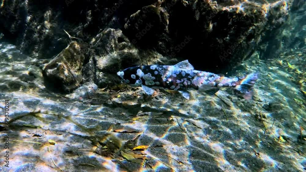 Close-Up Footage of Biwa Trout (Oncorhynchus masou ishikawae) in Their ...
