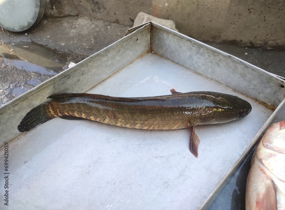 Channa striata, the striped snakehead, is a species of fish. It is also ...