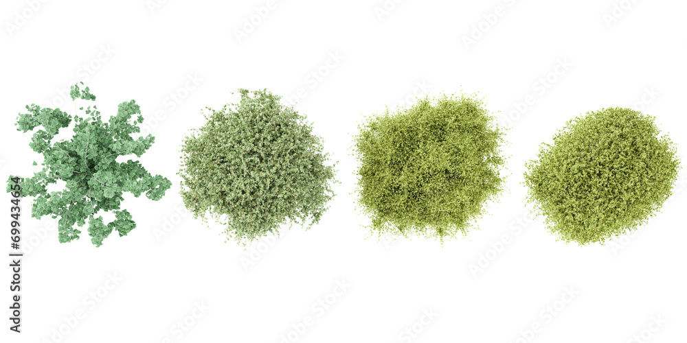 Cercidiphyllum japonicum Pendulum,Crataegus laevigata Paul’s Scarle ...