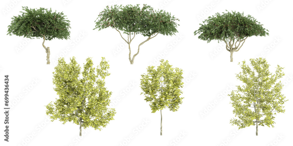 Quercus robur Concordiatrees with transparent background, 3D rendering ...