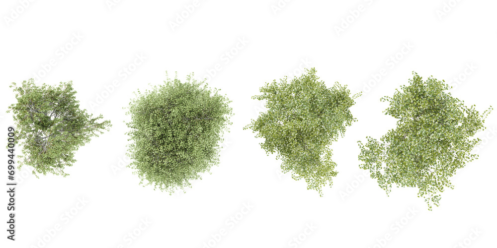 set of Young's weeping birch,Olive trees rendered from the top view, 3D ...