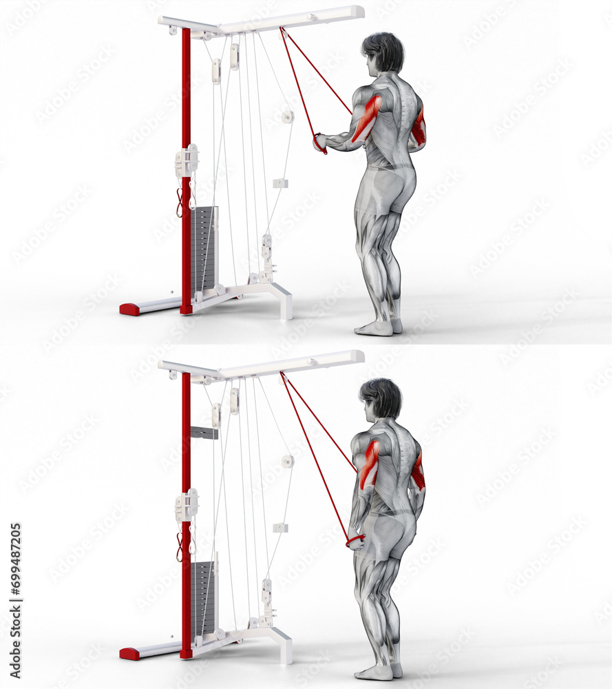 451 Triceps Cable Push Down. 3D Anatomy of fitness and bodybuilding. An ...