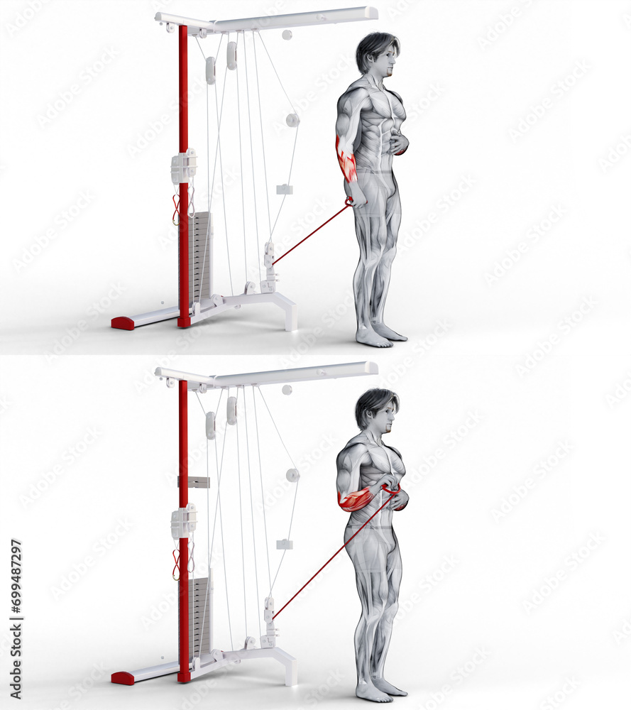 457 Forearms-Cable Reverse Curl. 3D Anatomy of fitness and bodybuilding ...