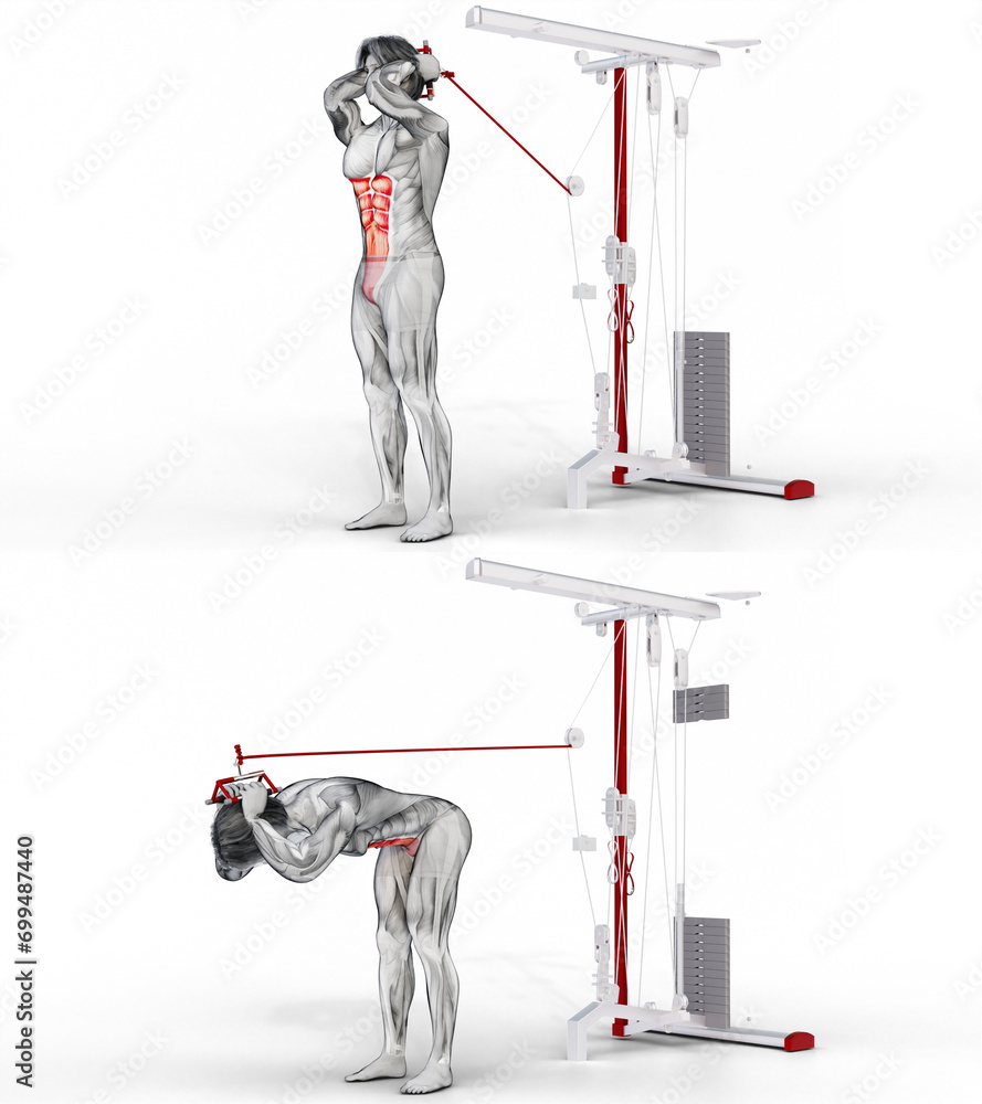 461 Abdominals-Cable Standing Crunch. 3D Anatomy of fitness and ...