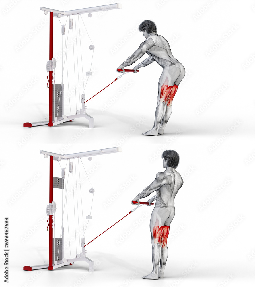 473 Hamstrings-Cable Romanian Deadlift. 3D Anatomy of fitness and ...