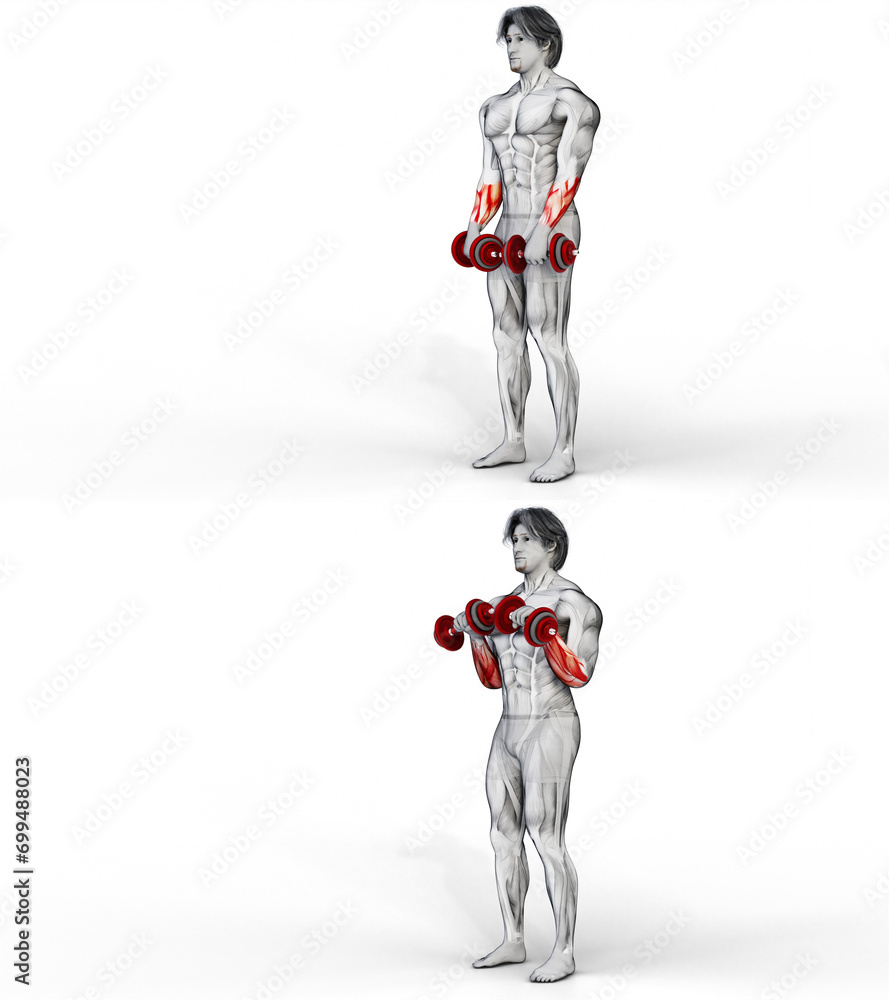 484 Forearms-Dumbbell Reverse Curl. 3D Anatomy of fitness and ...