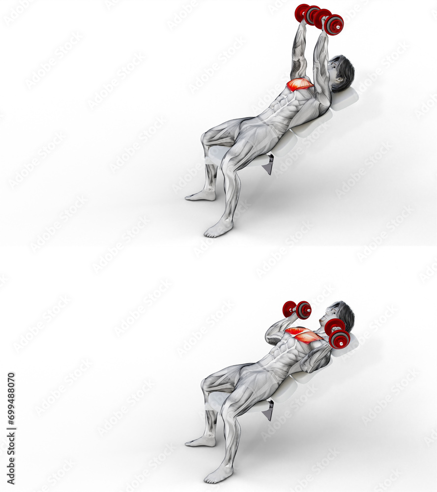 485 Chest-Dumbbell Incline Bench Press. 3D Anatomy of fitness and ...