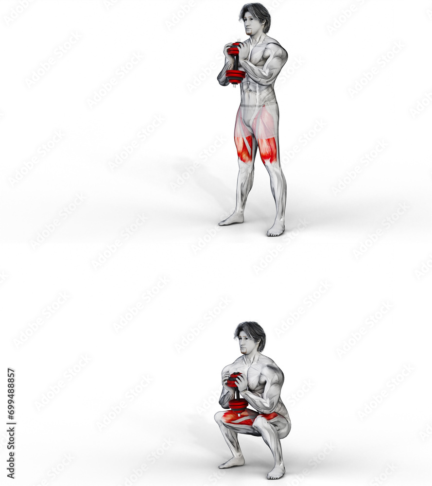 515 Quads-Dumbbell Goblet Squat. 3D Anatomy of fitness and bodybuilding ...