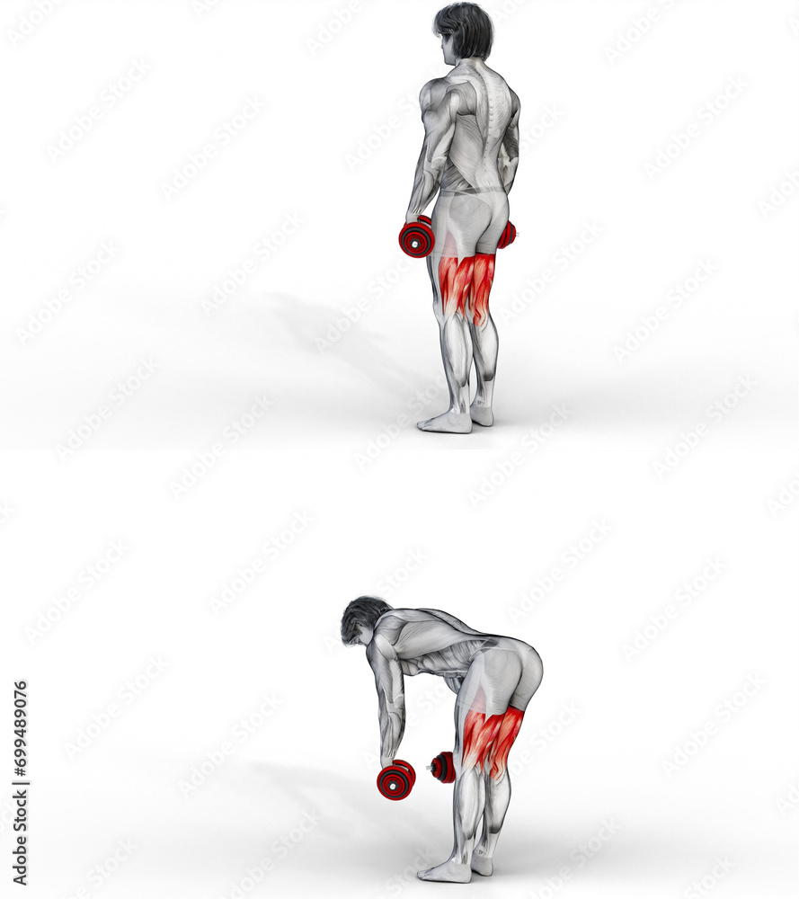 517 Hamstrings-Dumbbell Romanian Deadlift. 3D Anatomy of fitness and ...
