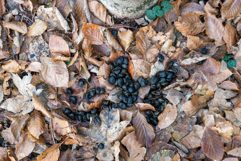Roe Deer Droppings in a Italy Forest on a Background with dry Leaves ...