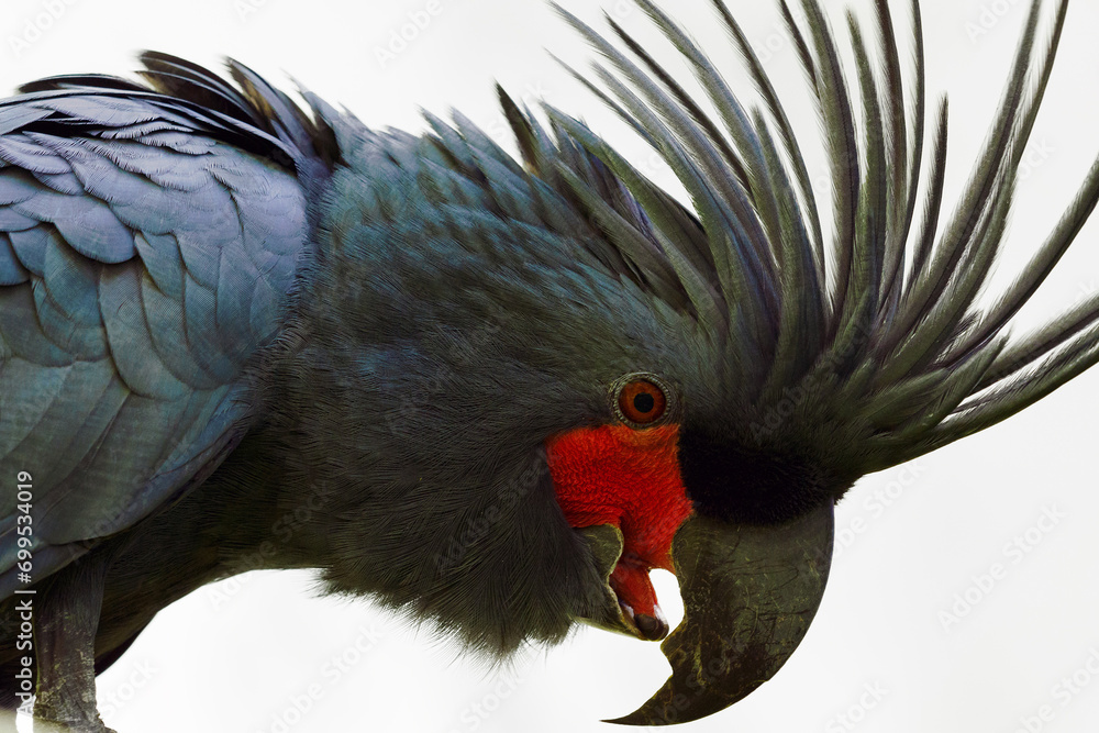 The palm cockatoo (Probosciger aterrimus), also known as the goliath ...