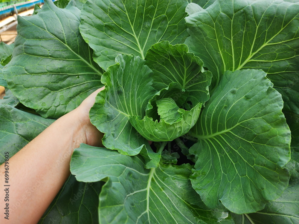 Fotka „A farmer's hand grips the stem of an organic cabbage that has ...