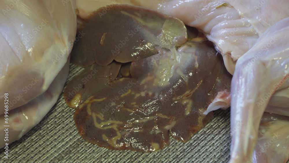Vidéo Stock rabbit carcass, close-up of the liver of a sick rabbit ...