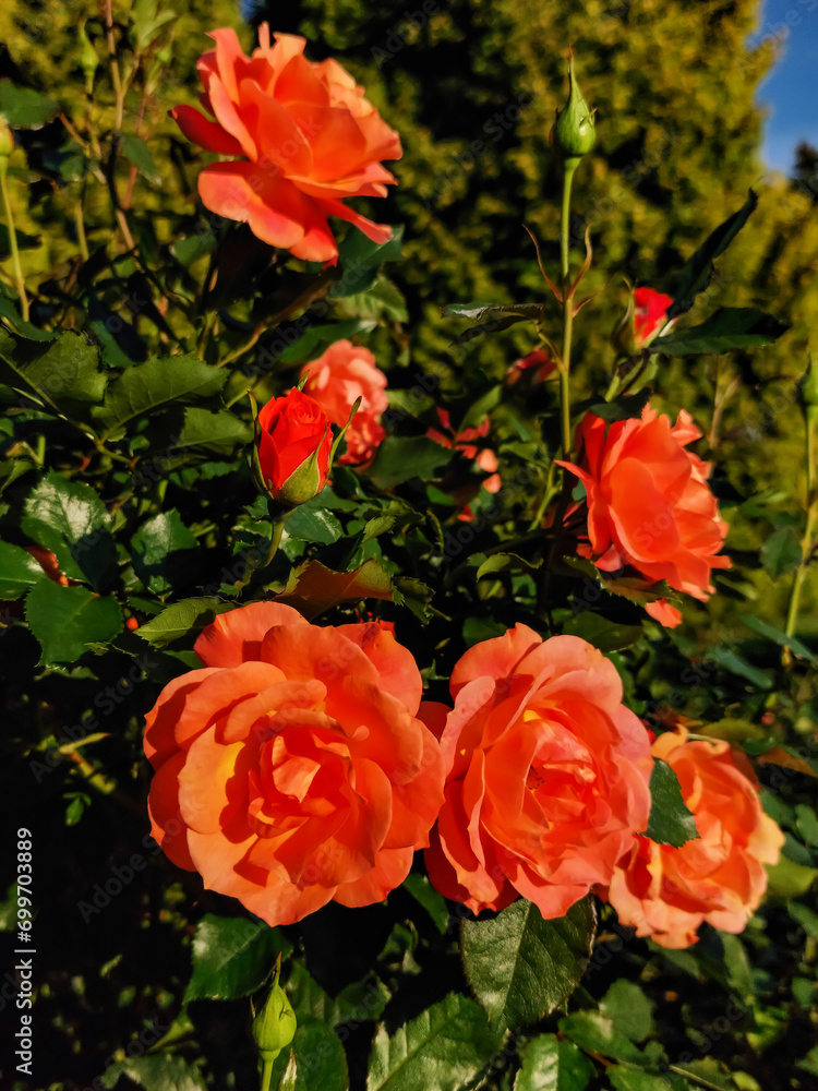 Close-up of very dense growing shrub rose (rosa) 'Lambada' flowering ...