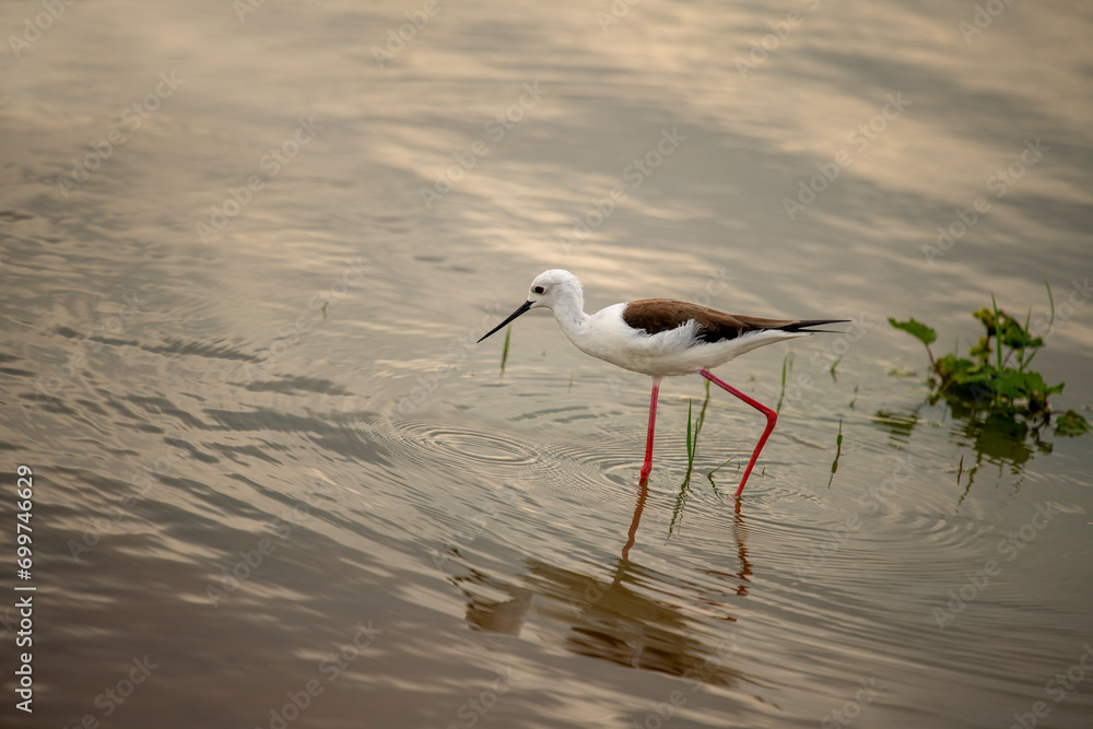 The common stilt is a species of bird from the swordbill family. They ...