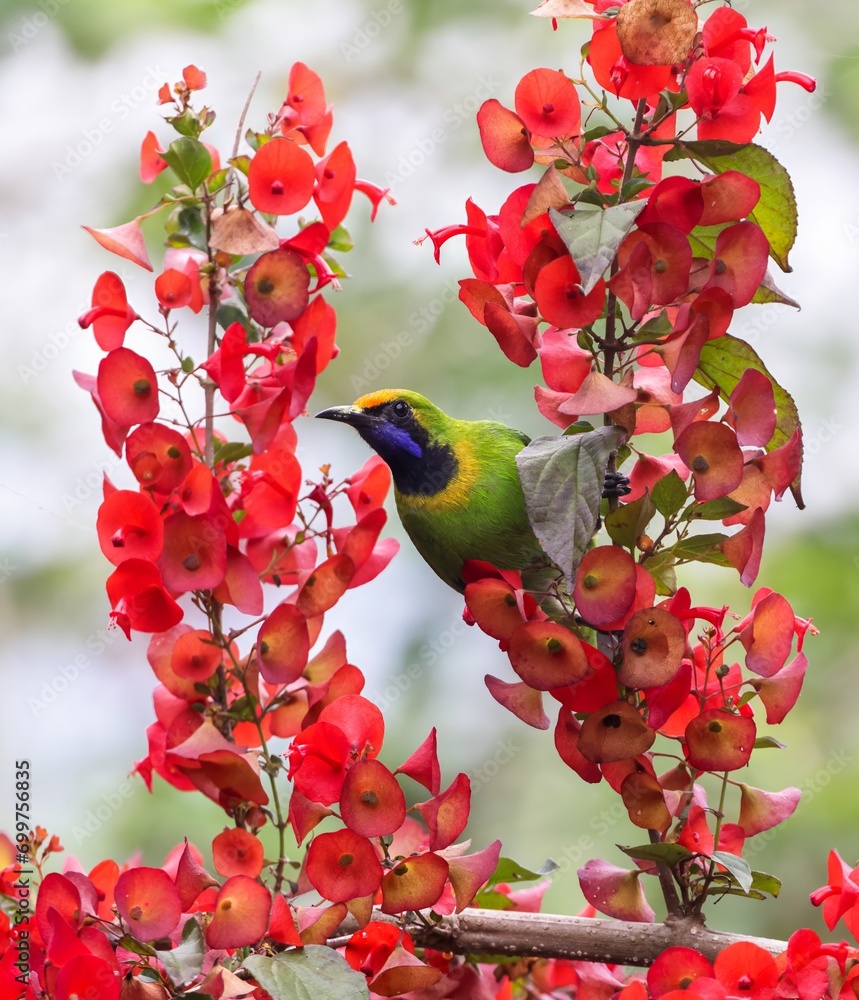 Golden fronted leafbird on flower.golden-fronted Leafbird(Chloropsis ...