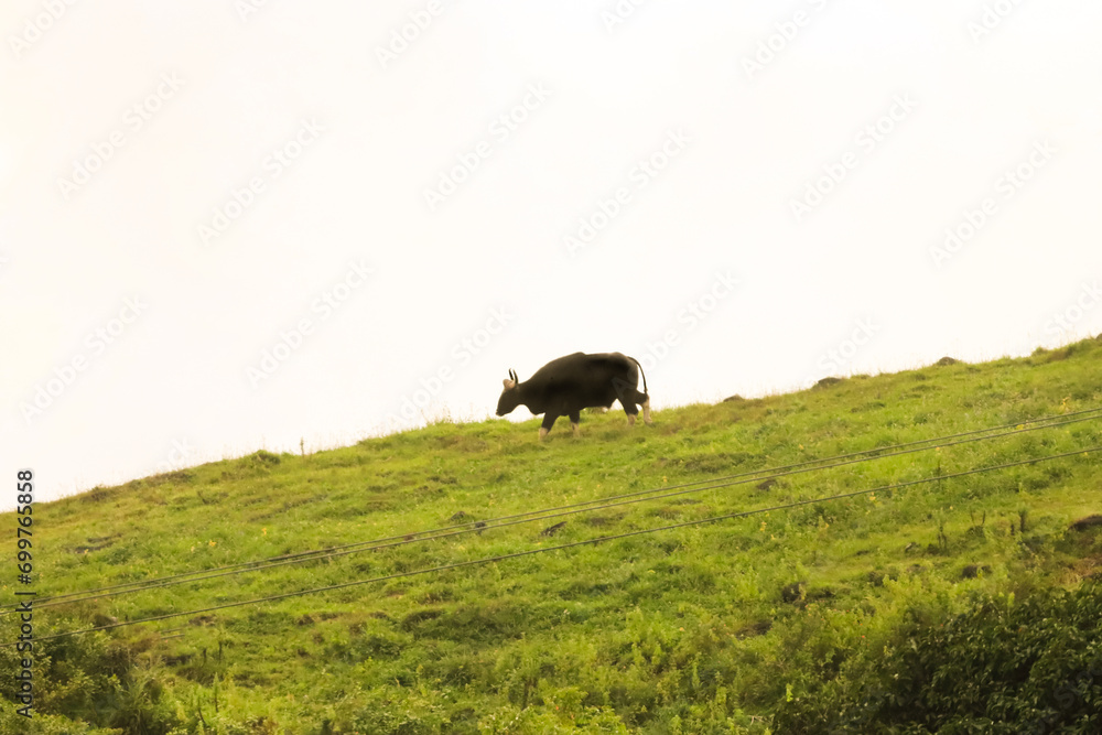 Bison animal in Gavi forest. Scenic beauty of Gavi forest. Natural ...