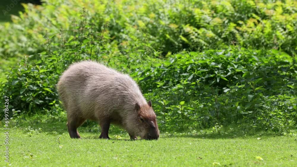 The capybara, Hydrochoerus hydrochaeris is the largest extant rodent in ...