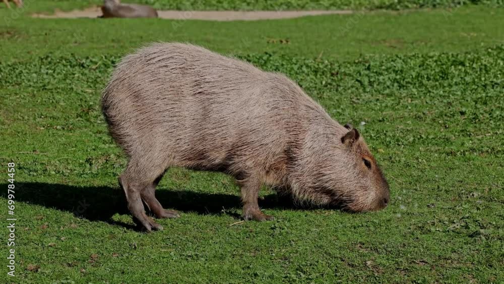 The capybara, Hydrochoerus hydrochaeris is the largest extant rodent in ...