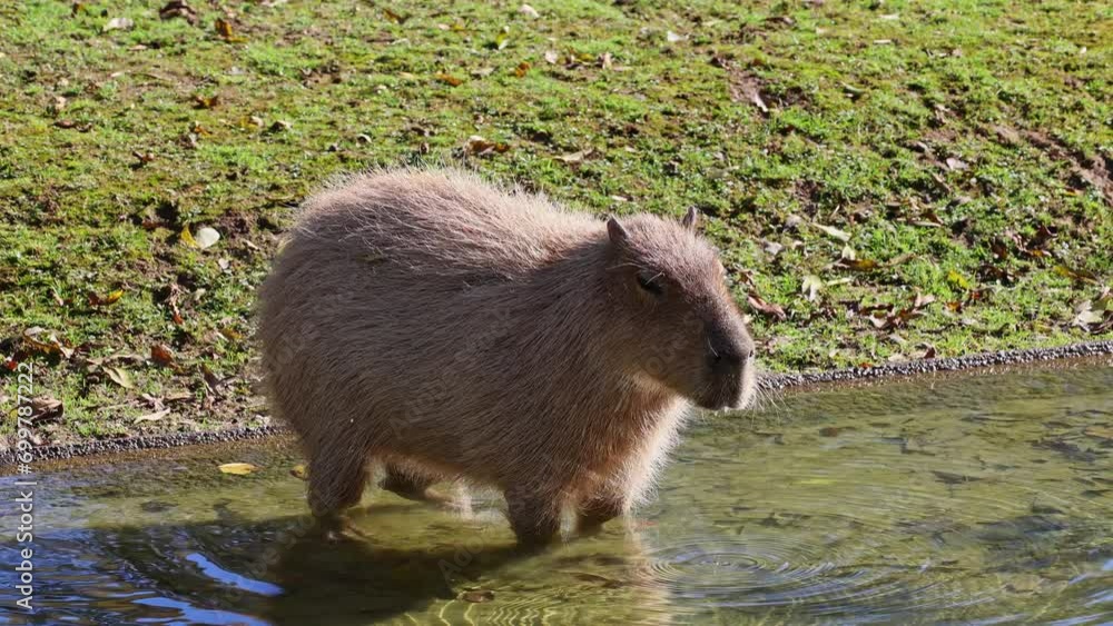 The capybara, Hydrochoerus hydrochaeris is the largest extant rodent in ...