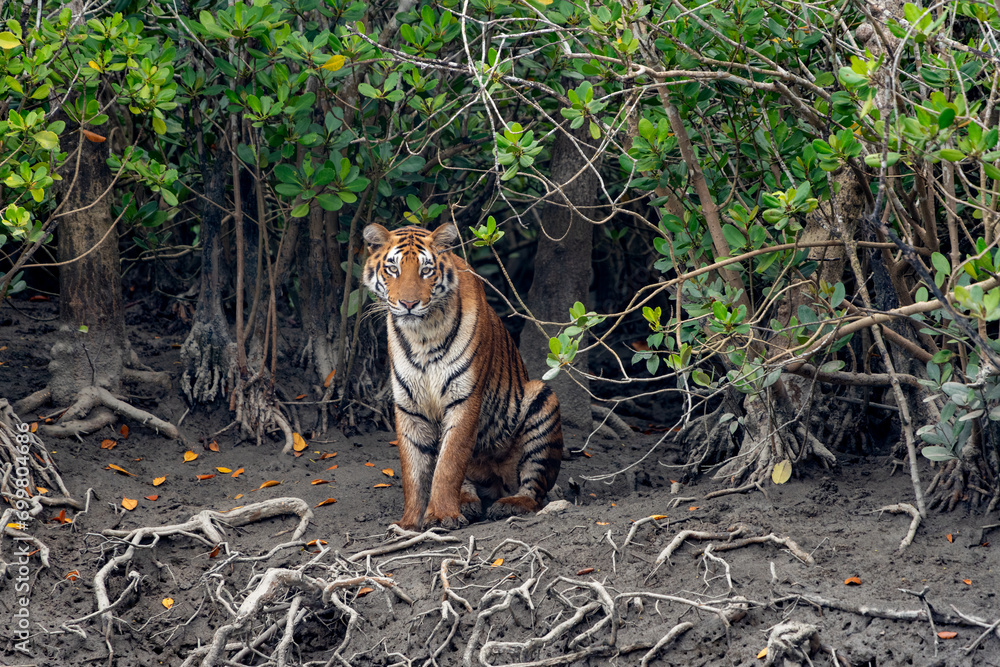 Poster The Bengal tiger from mangroves of Sundarbans. – Wall Art ...