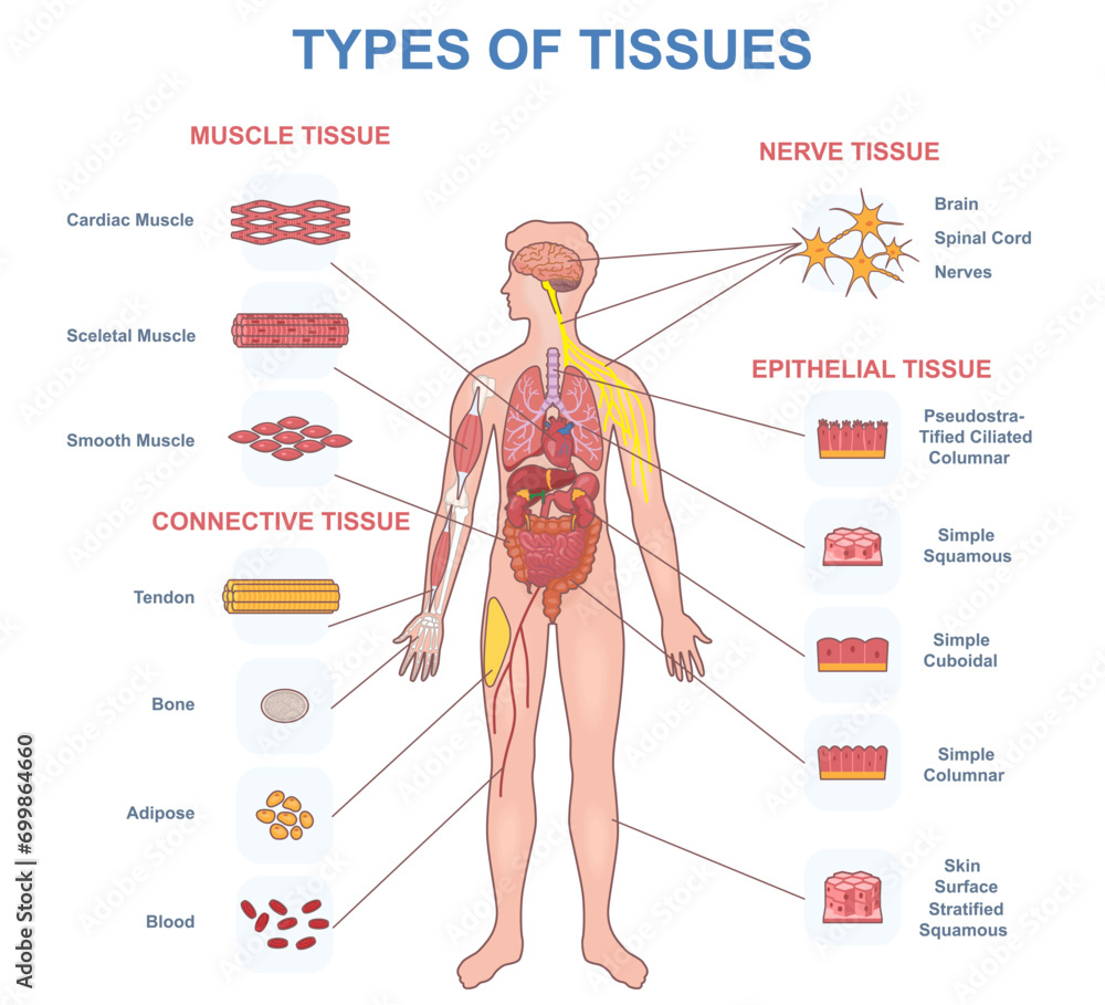 Types of tissues. Medical infographics with anatomical structure and organ of human body ...